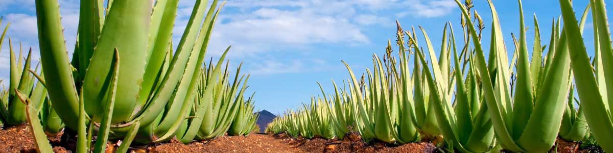 AloeProductStore.com – The Most Trusted Aloe Vera Products Online Store